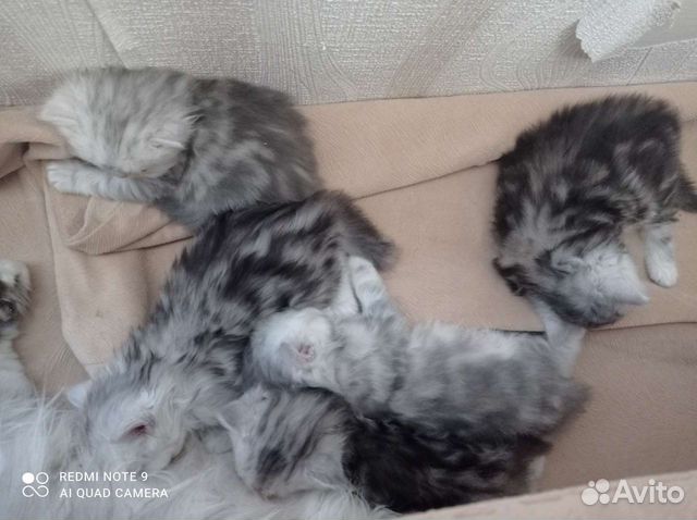 Британские котята