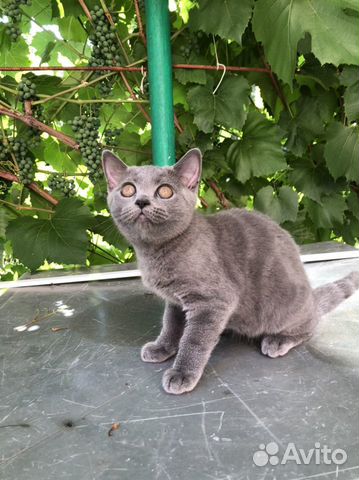 Британские котята