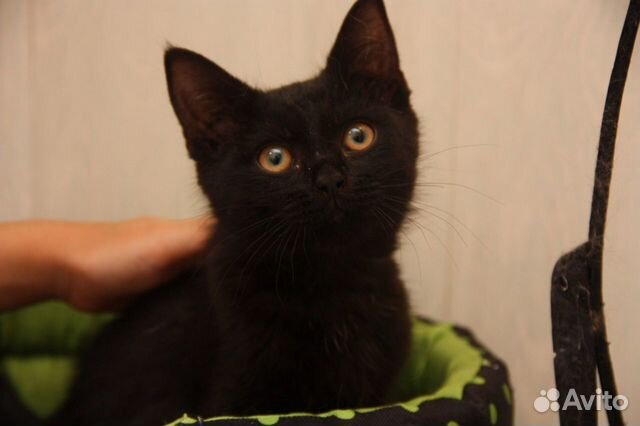 Супер малышка котенок в дар