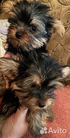 Йоркширский терьер