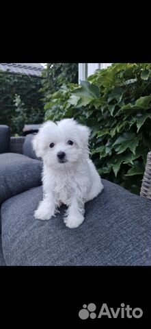 Мальтийская болонка мальтезе