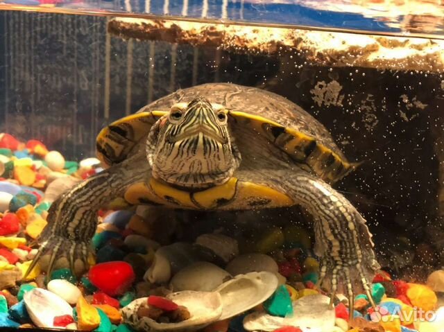 Красноухая черепаха с аквариумом