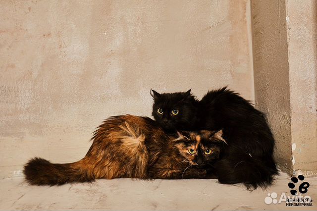 Кошки бесплатно