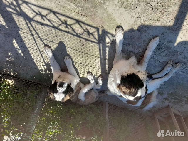 Московская сторожевая