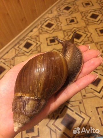 Удитки Ахатины