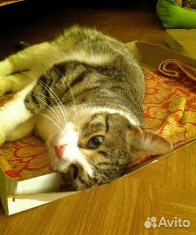 Котик подросток Барсик