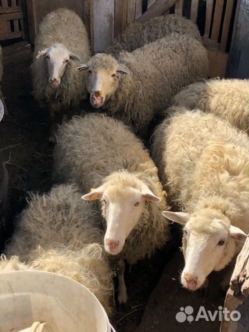 Бараны и овцы на курбан, нэзер, гакыйка