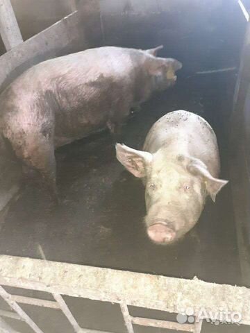 Свиноматка с 1