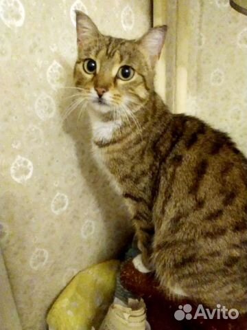 Отдам кошку