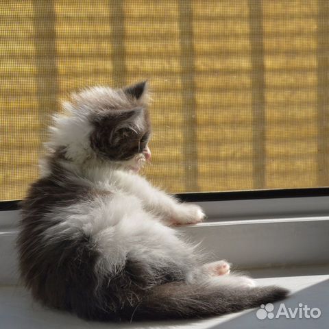Котенок сибирский