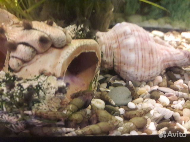 Улитки Милании