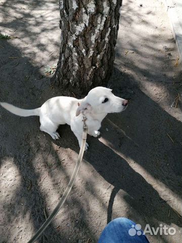 Маленькая беленькая собачка