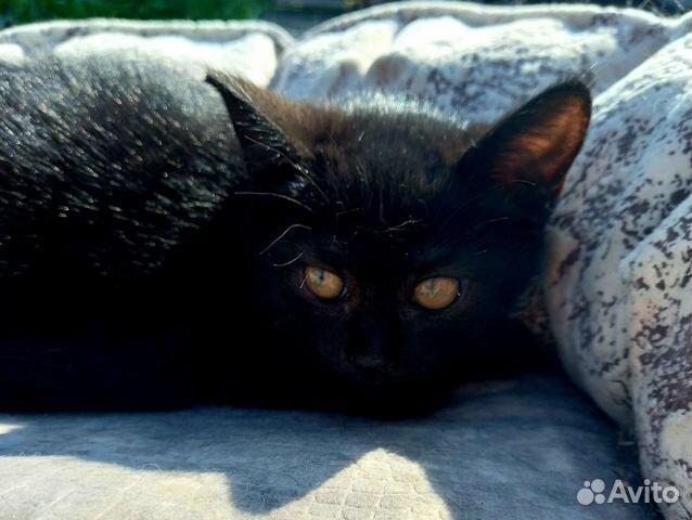 Британский котенок в дар
