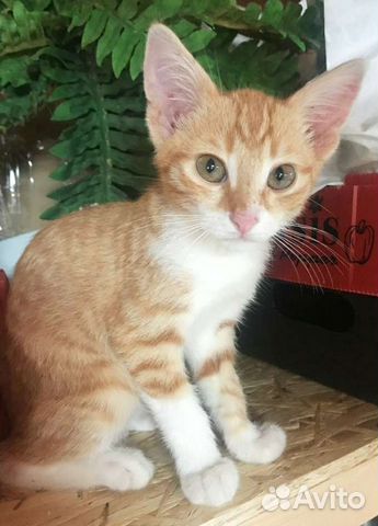 Рыже-белый котёнок