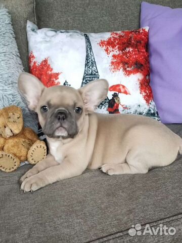 Мальчик Французкого бульдога