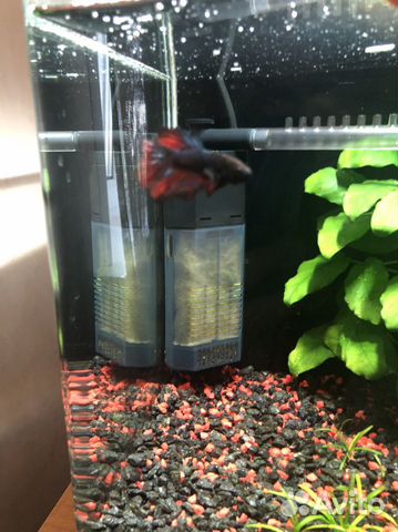 Рыбка петушок халфмун