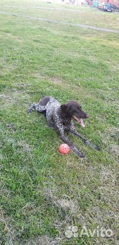 Щенки курцхаара