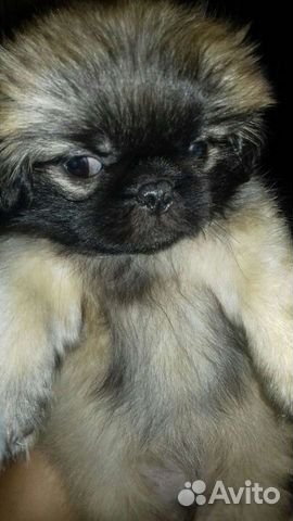 Продаются щенки