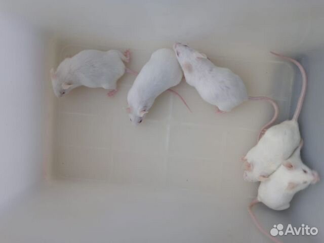 Кормовые мыши