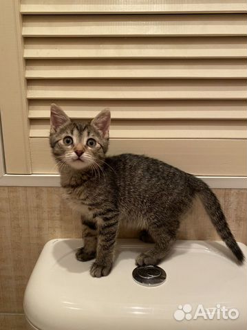 Полосатая красавица