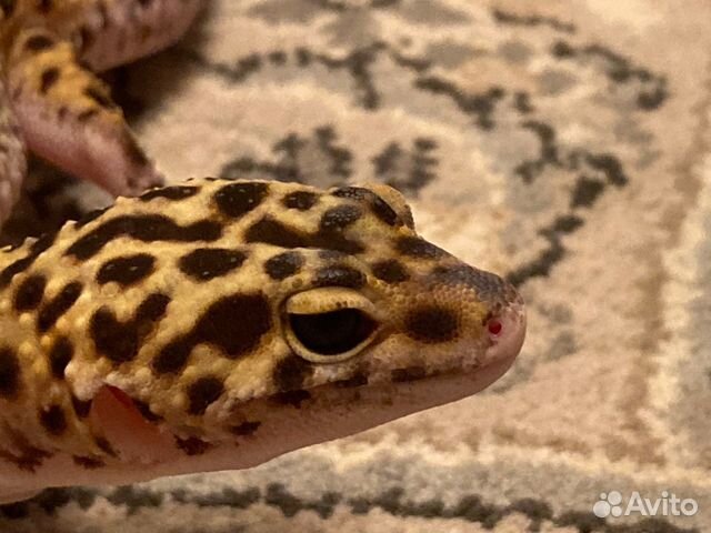 Эублефар морфы Eclipse