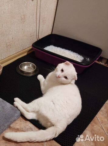 Отдам вислоухого котика в хорошие руки