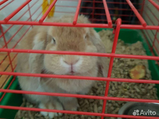 Карликовый вислоухий кролик