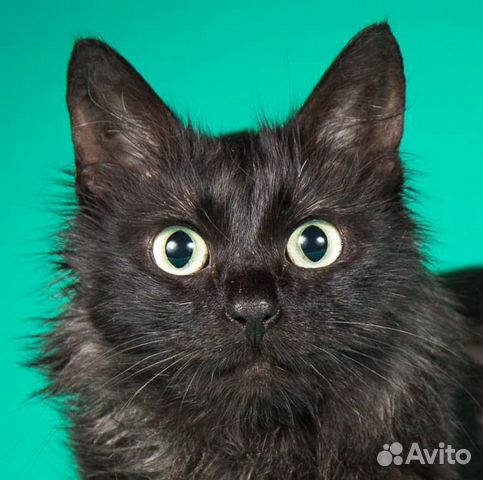 Шуша ш ушами. Котя-домовенок