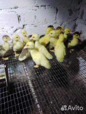 Утята шептуны