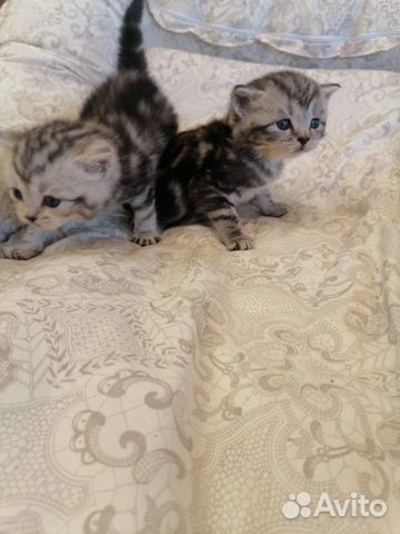 Британские котята