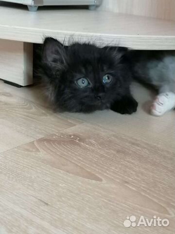 Котенок