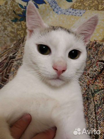 Кот Яша ищет ответственных "родителей"
