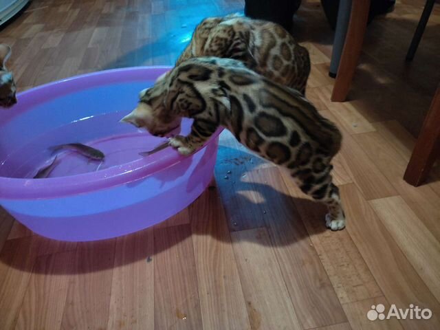 Бенгальские котята