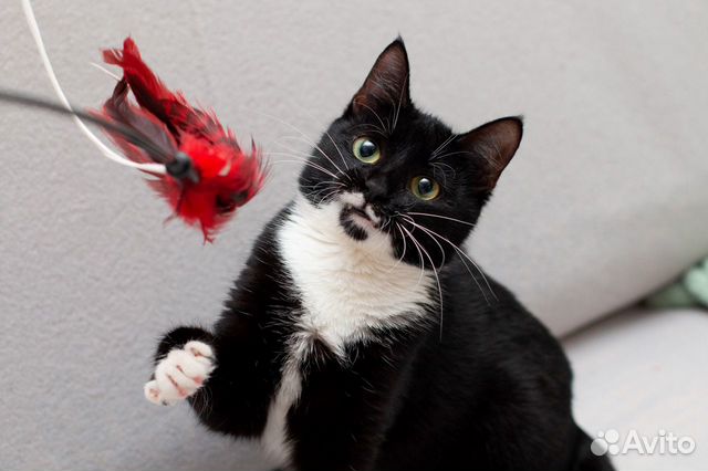 Юная кошечка Ксения