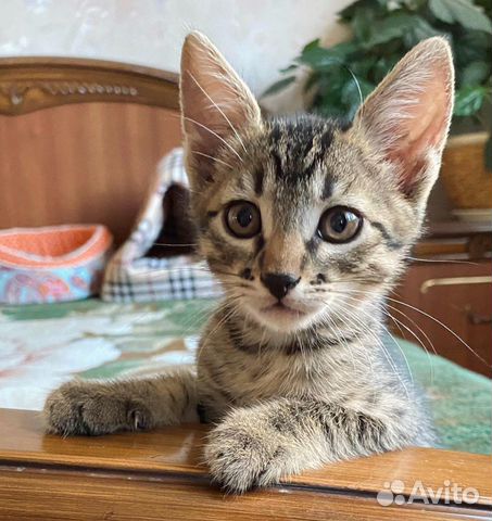 Игрушка алкоголика