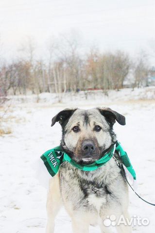 Крупный пёс Боцман ищет семью