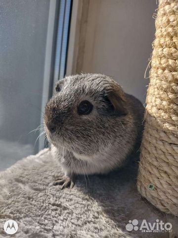 Молодая Морская свинка + клетка и все необходимое