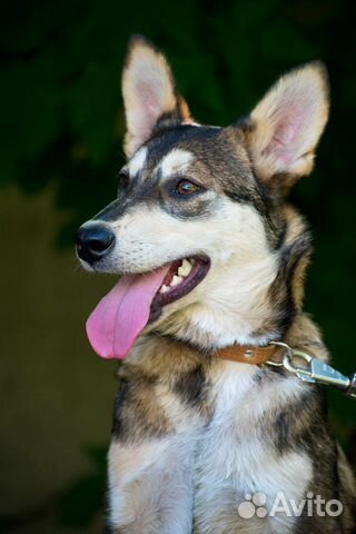 Хаска, 6 месяцев ищет дом