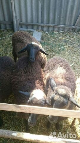 Баран и две ярки