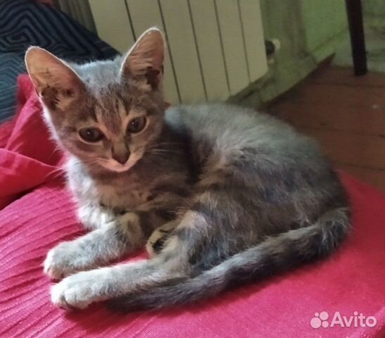 Котята в добрые руки. Серые и рыжий (бежевый)