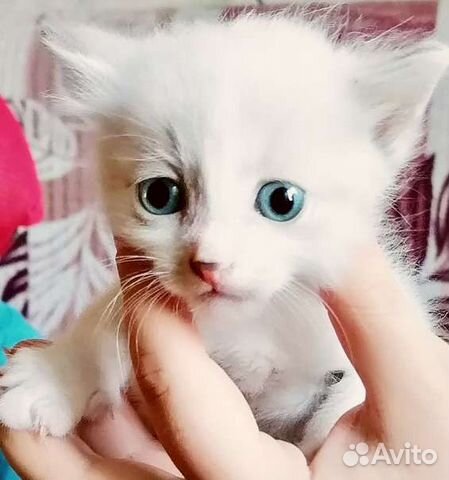 Сиамский котик