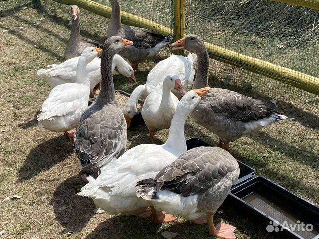 Гусь живым весом на мясо и откорм