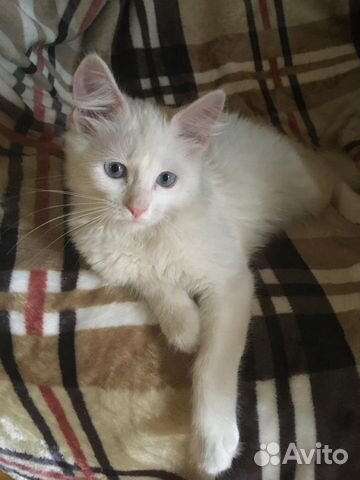 Голубоглазый Зайка ищет любящую семью