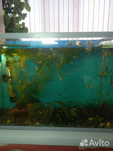 Аквариум
