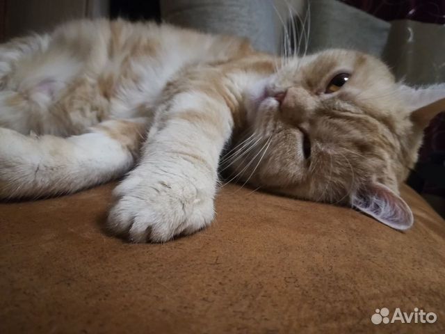 Кошки даром