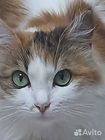 Кошечка Муся ищет новый дом