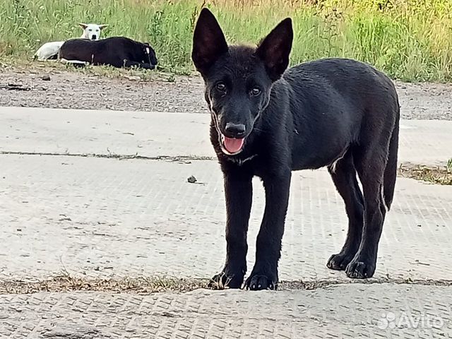 Щенки Sos