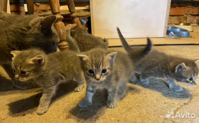 Британские котята