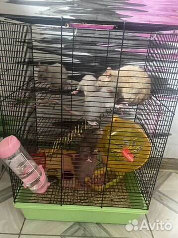 Крысы дамбо отдам