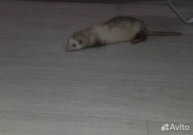 Хорек